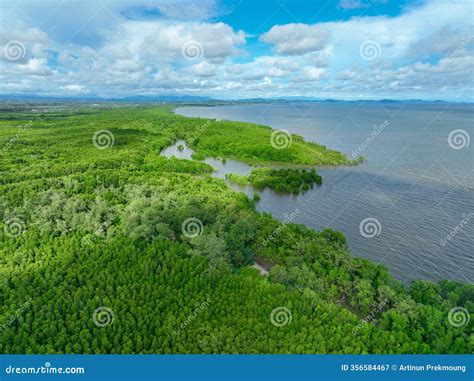Lush Green Mangrove Forest Carbon Sequestration And Blue Carbon