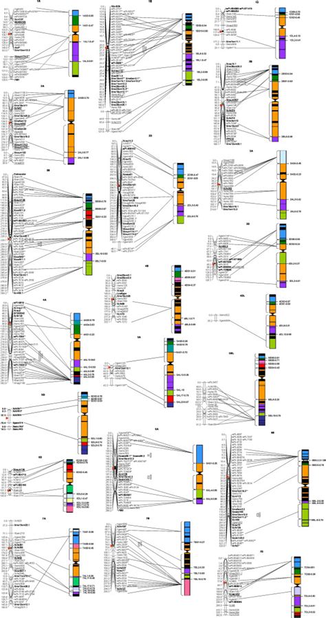 Genetic Map Of Wheat Developed Using An Ril Population Derived From The
