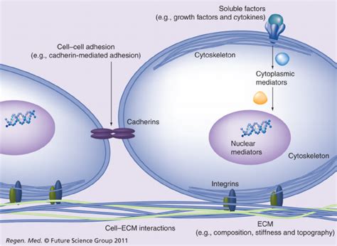 The Cellular Microenvironment Download Scientific Diagram