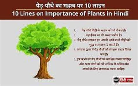 The Significance Of Trees An Essay On The Importance Of Trees In
