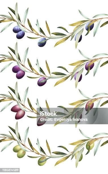 검은 색 녹색과 칼라마타 올리브 나무 가지의 원활한 테두리 손으로 그린 수채화 그림입니다 장식 디자인 요소 검은색에 대한 스톡
