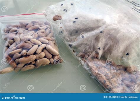 Infested Bean Seed Moving Insects On Bean Kernels Stock Image Image