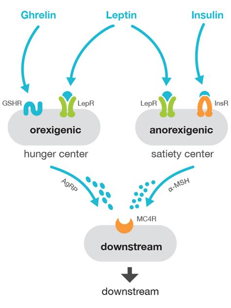 Punnetts Square Mutation In Mc4r