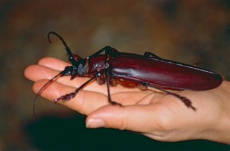 Titan Beetle L Powerful Mandibles Our Breathing Planet