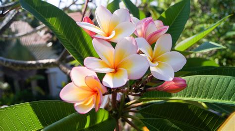 Тропический цветок Tropical Flowers Beautiful Photography Flowers