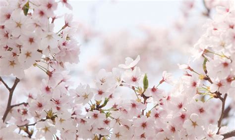 7个获取访问者真实ip的方法 🌸snow Cherry Blossom🌸