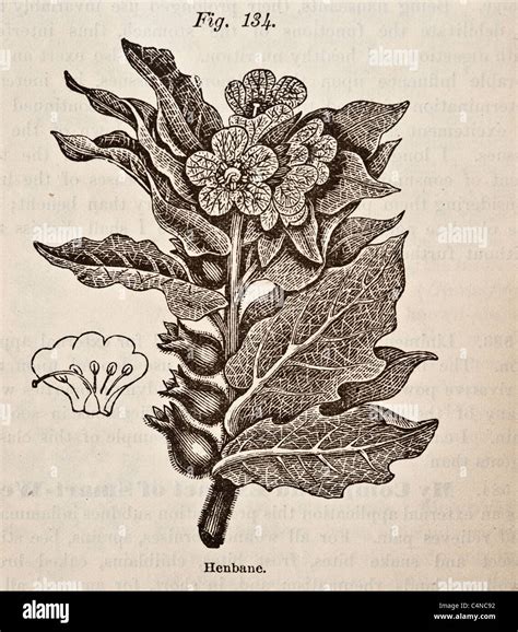 Antique Illustrations Of Plants Used As Medicine Or For Medicinal Purposes Stock Photo Alamy