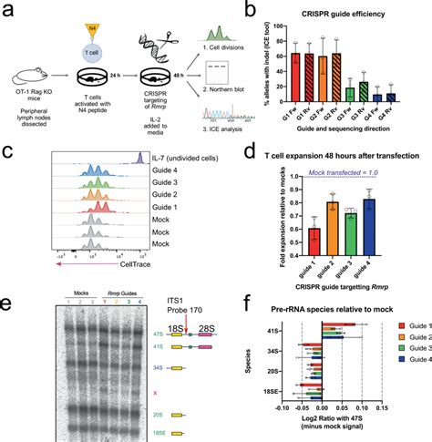 Disruption Of Rmrp Impairs T Cell Proliferation And Rrna Processing A