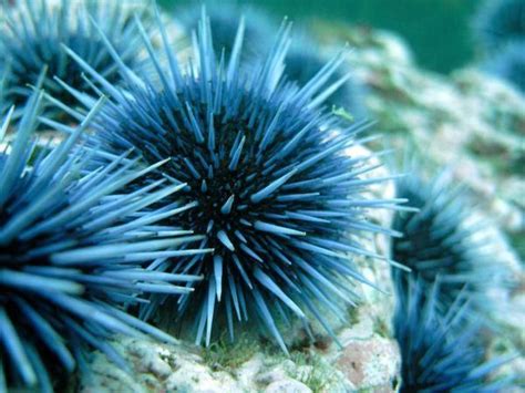 Sea Urchins Ocean Photos Sea