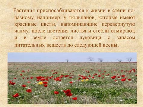 Растения степей презентация онлайн