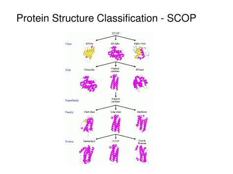 Ppt Introduction To Proteomics And Protein Structure Modeling Bmi 705