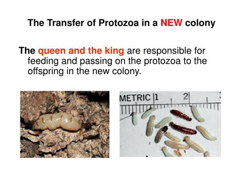Ppt Termite Feeding And The Protozoa Powerpoint Presentation Free