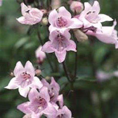 Shell Leaf Penstemon Flower Seeds Grandiflorus Large Beardtongue Perennial 35 Etsy