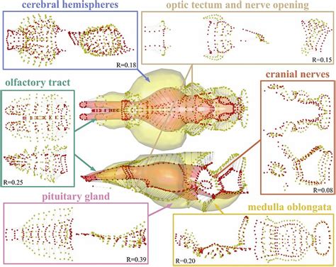 Evolutionary Allometry In The Endocranium And Its Areas Yellow