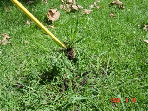 Crabgrass Control Removal Killer Crab Grass Weed Twister Remover Vs