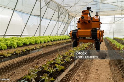 스마트 농업 미래 개념 농민 성장 씨앗 수확 스프레이 화학 비료 또는 증가 효율성에 작동 하도록 프로그래밍 되어야 합니다 로봇 로봇 시간 단축 로봇에 대한 스톡 사진 및