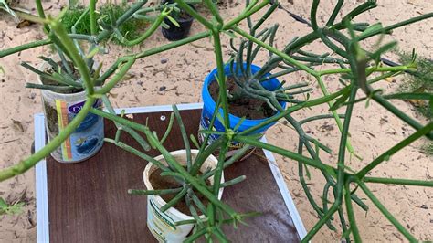 أسهل أنواع الصباريات في الزراعة والإكثار ولا يحتاج عناية ، نبات القلم