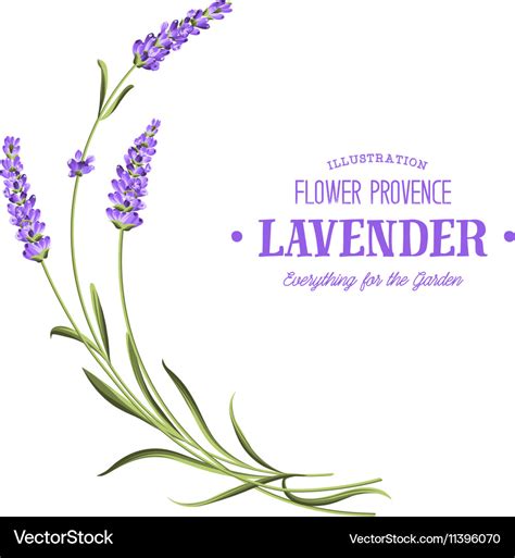 Bunch Of Lavender Royalty Free Vector Image Vectorstock