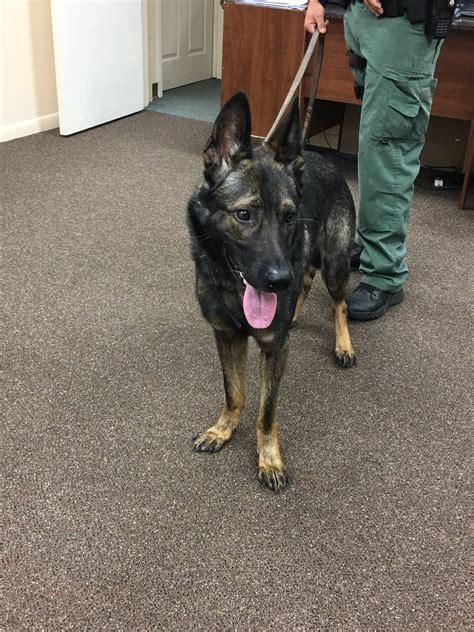 Deputy Carmack And K9 Shep Getting Ready For Their Interview With