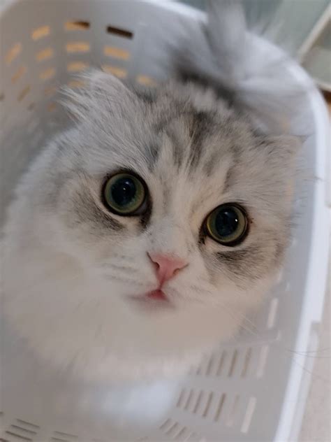 ごぼ天うどんサブ垢（宇宙人👾）全国ツアー中 On Twitter Rt Aoi0116mai1027 おはようございます😺😃 7月16