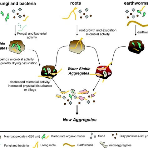 Size Classification Of Soil Organisms According To Body Width From