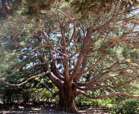 Sequoia Dendron Giant Stock Image Image Of Trunk Giant 190334331