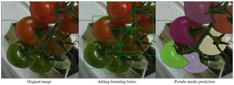 Enabling Multi Part Plant Segmentation With Instance Level Augmentation Using Weak Annotations