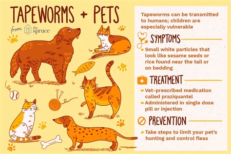 What Does Tapeworm In Dogs Look Like