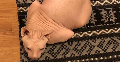 Uncooked Poultry Ass Album On Imgur