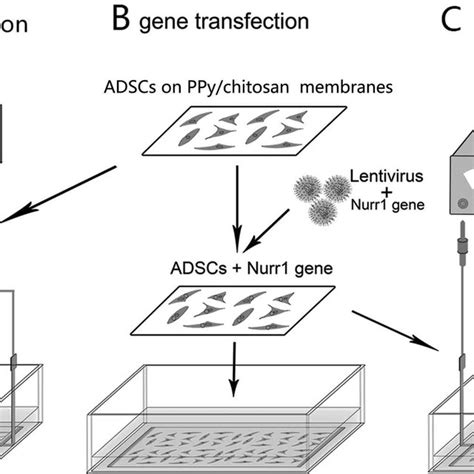 schematic diagram of neuronal induction using adscs subjected to es and