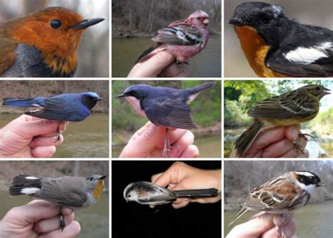 Галерея Птицы Дальнего Востока