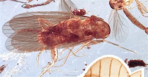 Dinosaur Age Cockroaches Found Preserved In Amber Geology In