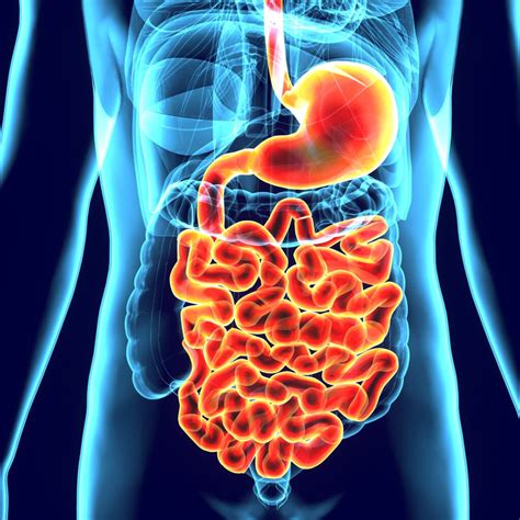 Types Of Digestive Problems And How Acupuncture Helps Acupuncture