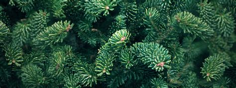 A Guide To Different Types Of Pine Trees LTRC Tree Specialists