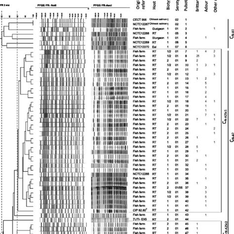 Dendrogram Of The Pfge Profiles Of Y Ruckeri Field Isolates And