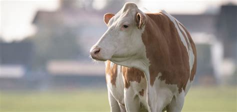 Značaj kontrole srodstva u selekciji goveda uvod Semex PK BB