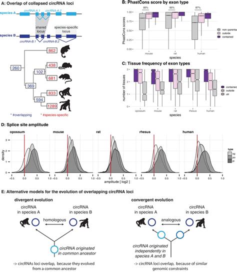 Circular RNA Repertoires Are Associated With Evolutionarily Babe Transposable Elements ELife