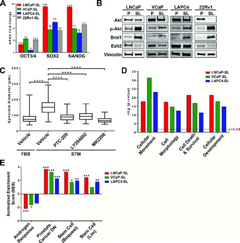 Stem Cell Like Features Of Developmentally Reprogrammed Pca Cells A Download Scientific