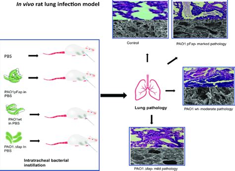 Schematic Workflow For The Rat Lung Infection Model Left