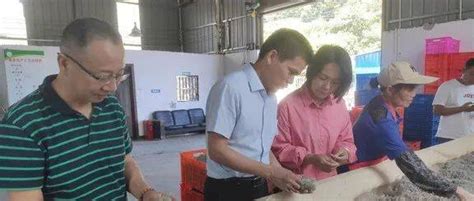 国家现代农业产业技术体系专家到永顺县调研指导莓茶产业生产加工郑红发