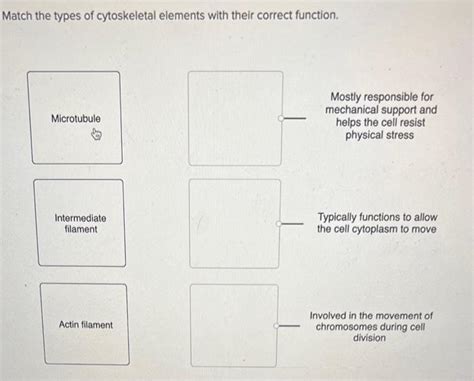 Solved Match The Types Of Cytoskeletal Elements With Their