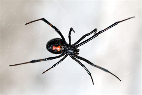 What Spider Bites Look Like—and When To Call The Doctor The Healthy
