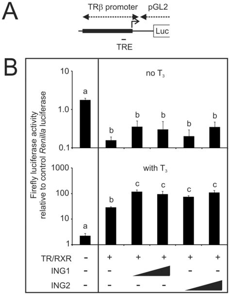 Microinjection Experiments Were Performed Using Stage Vi Xenopus Download Scientific Diagram