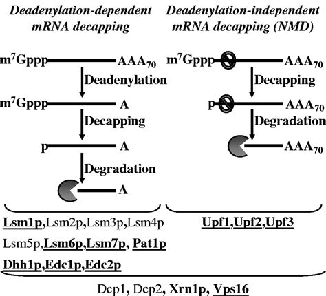 Host Deadenylation Dependent Mrna Decapping Factors Are Required For A
