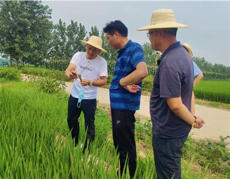 夏季作物发病高峰期使用这种杀菌剂防病效果好 农化科普 北京傲禾测土配方施肥官方网站 测土施肥网 测土配肥加盟 北京傲禾测土