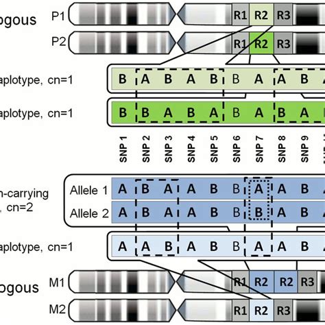 signal intensity log r ratio plots of the copy number variation cnv