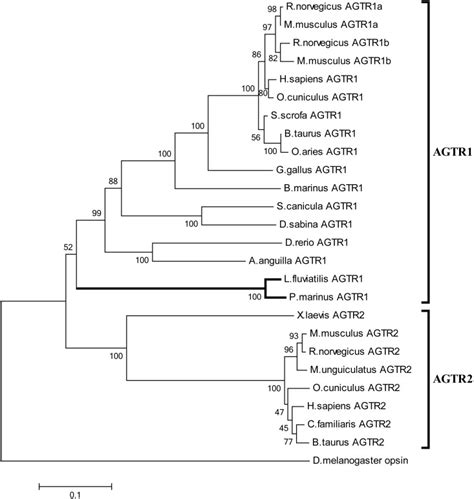 Sequence Relationships Were Inferred Using The Neighbor Joining Method
