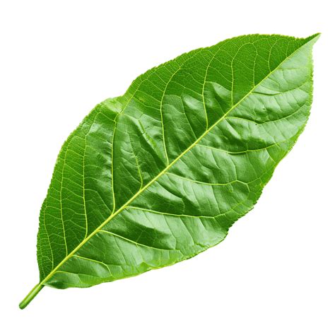 Mango Leave Png Download Free Png Rose Png