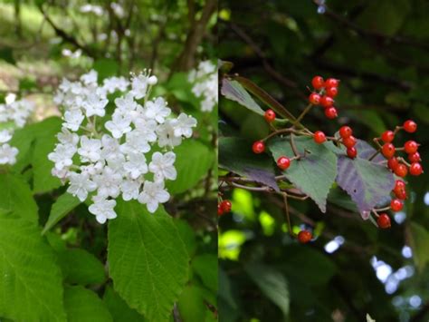 理想の植木を見つけに行こう日本列島植木植物園ウェブサイト
