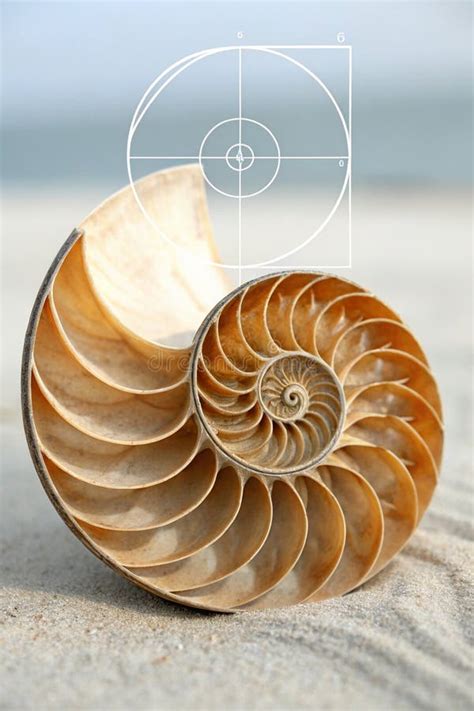 golden ratio spiral fibonacci sequence and golden ratio the sacred